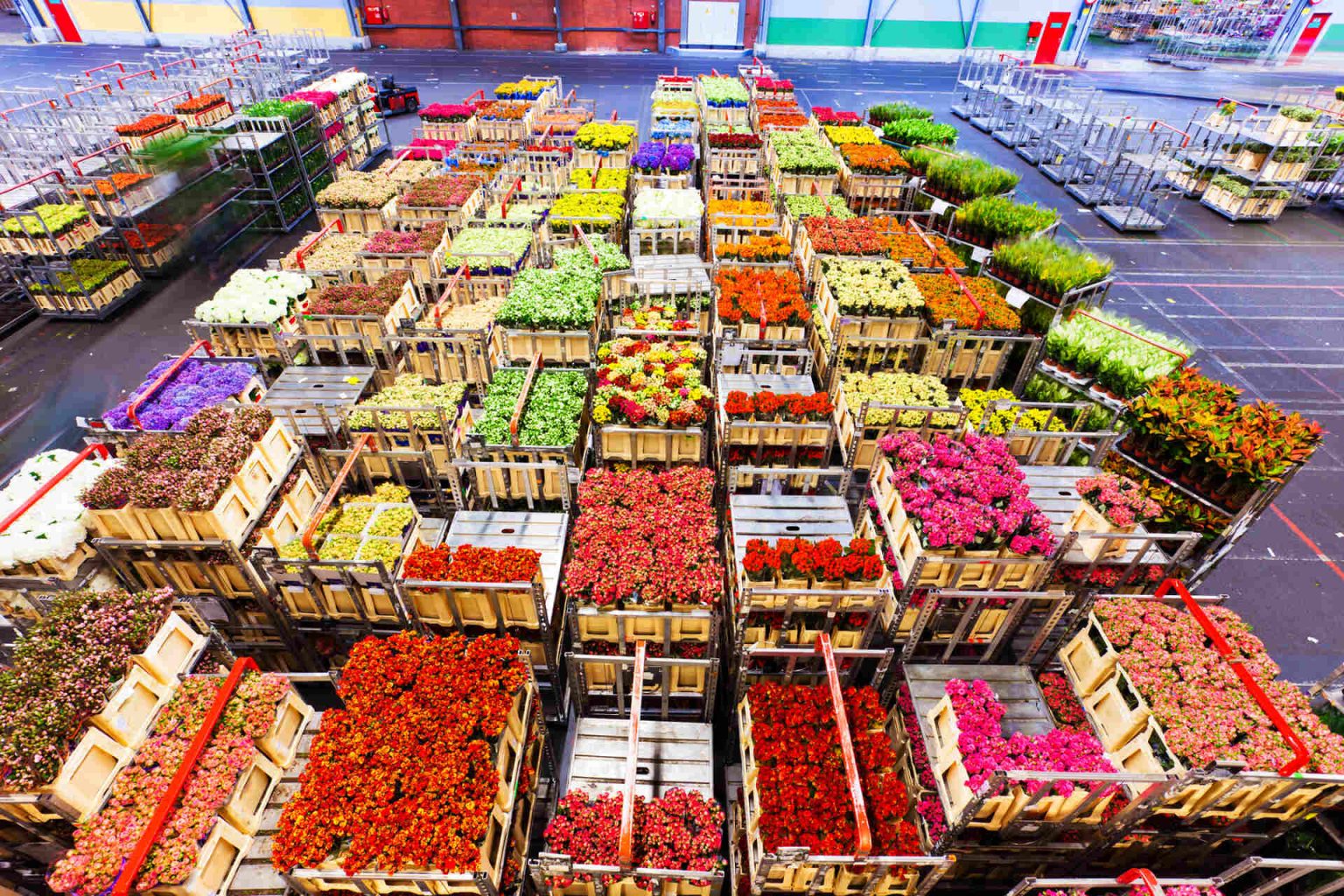 Our Approach - DD Flower Export B.V.